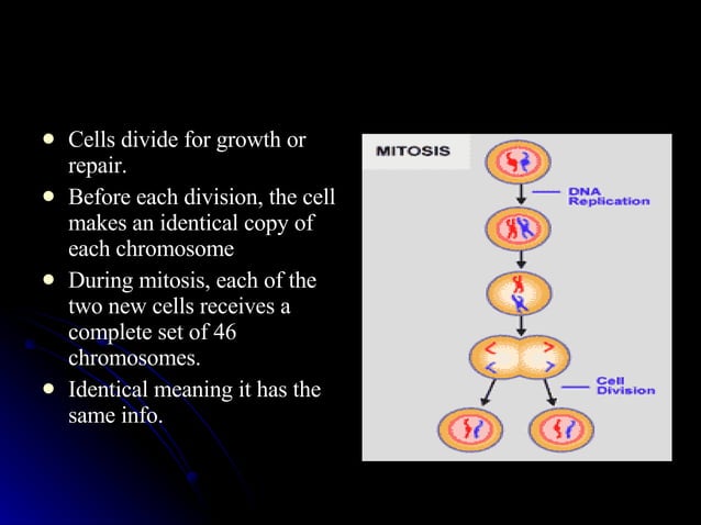 Mitosis | PPT