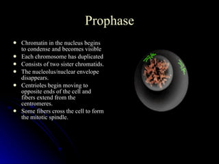 Mitosis | PPT