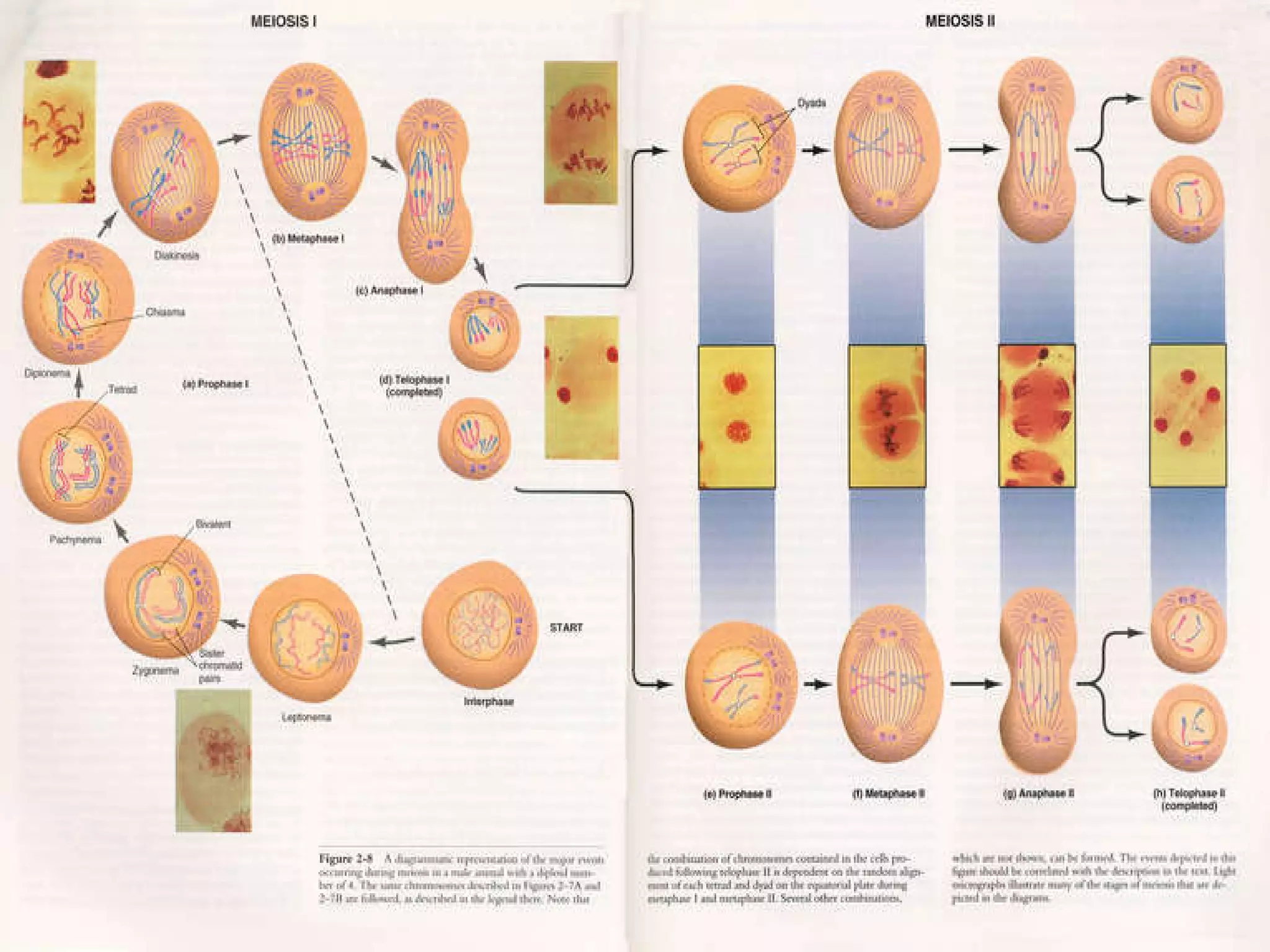 Meiosis | PPT