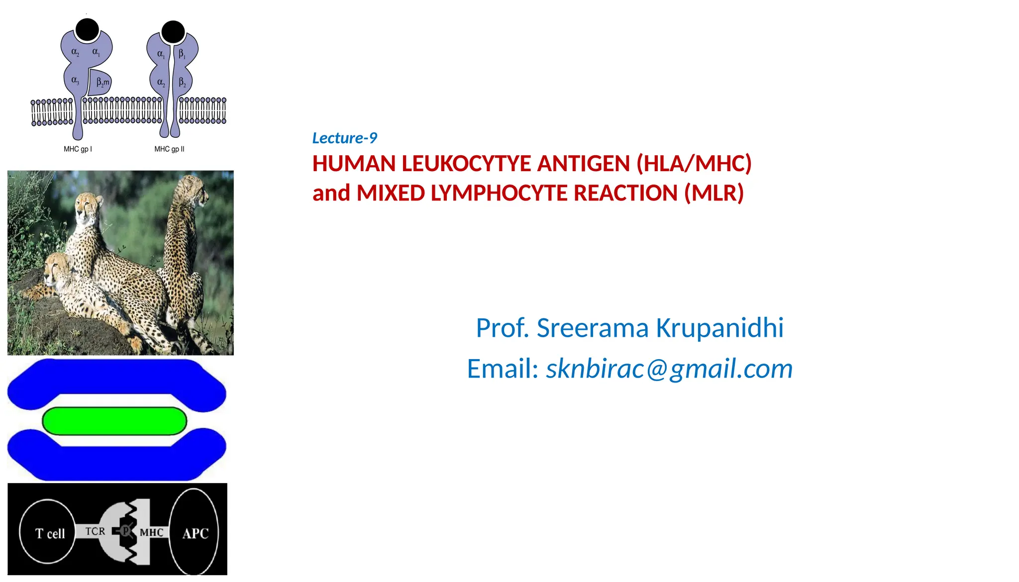 Lecture-9 Major Histocompatibility Complex and Mixed Lymphocyte ...