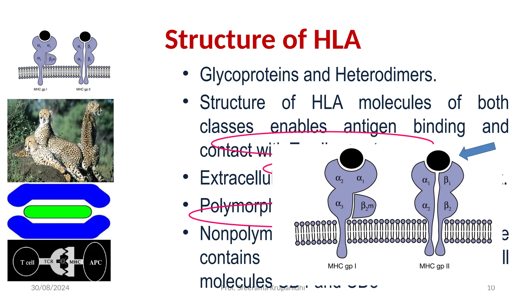 Lecture-9 Major Histocompatibility Complex and Mixed Lymphocyte Reaction | PPTX