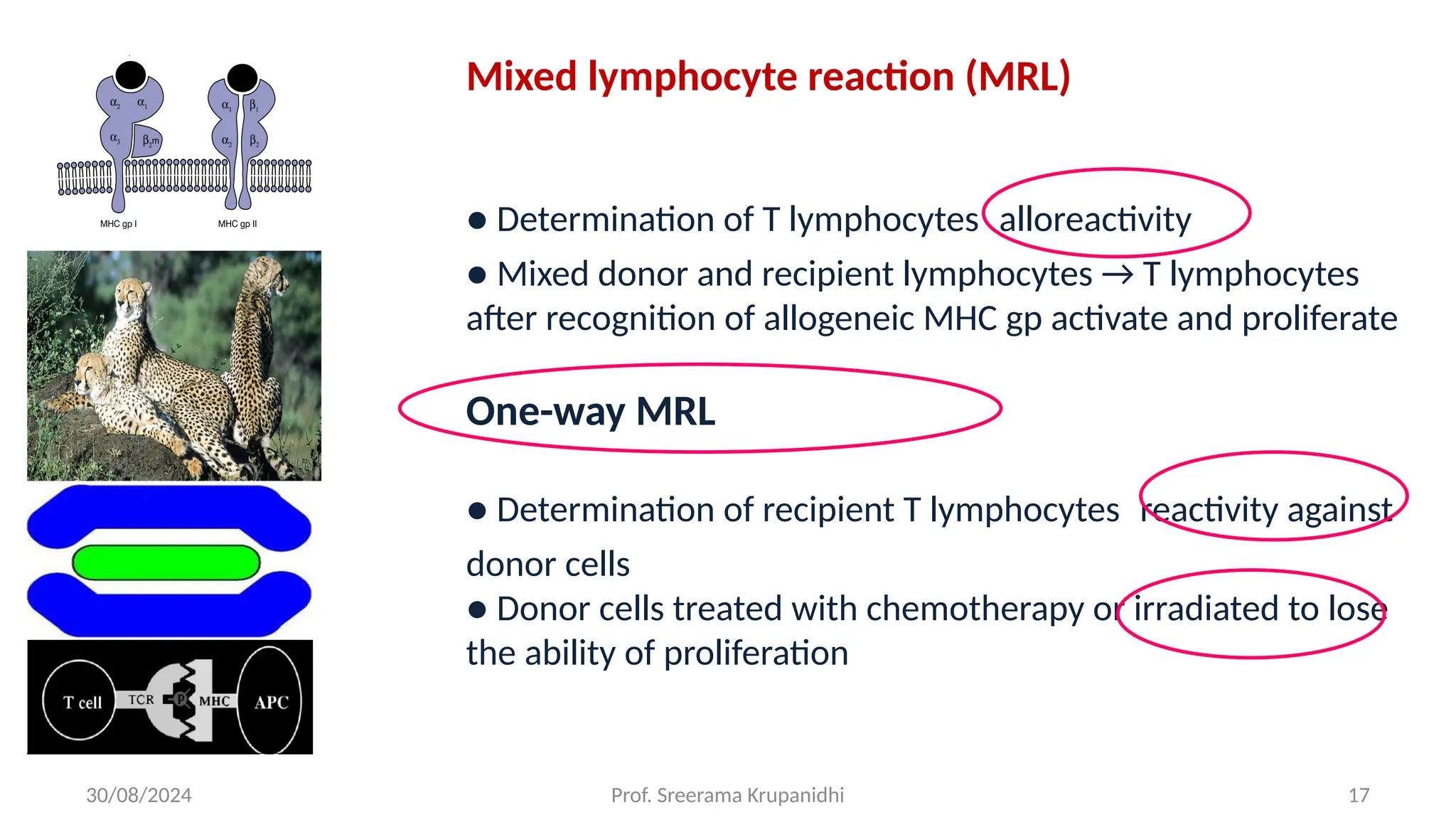 Lecture-9 Major Histocompatibility Complex and Mixed Lymphocyte ...