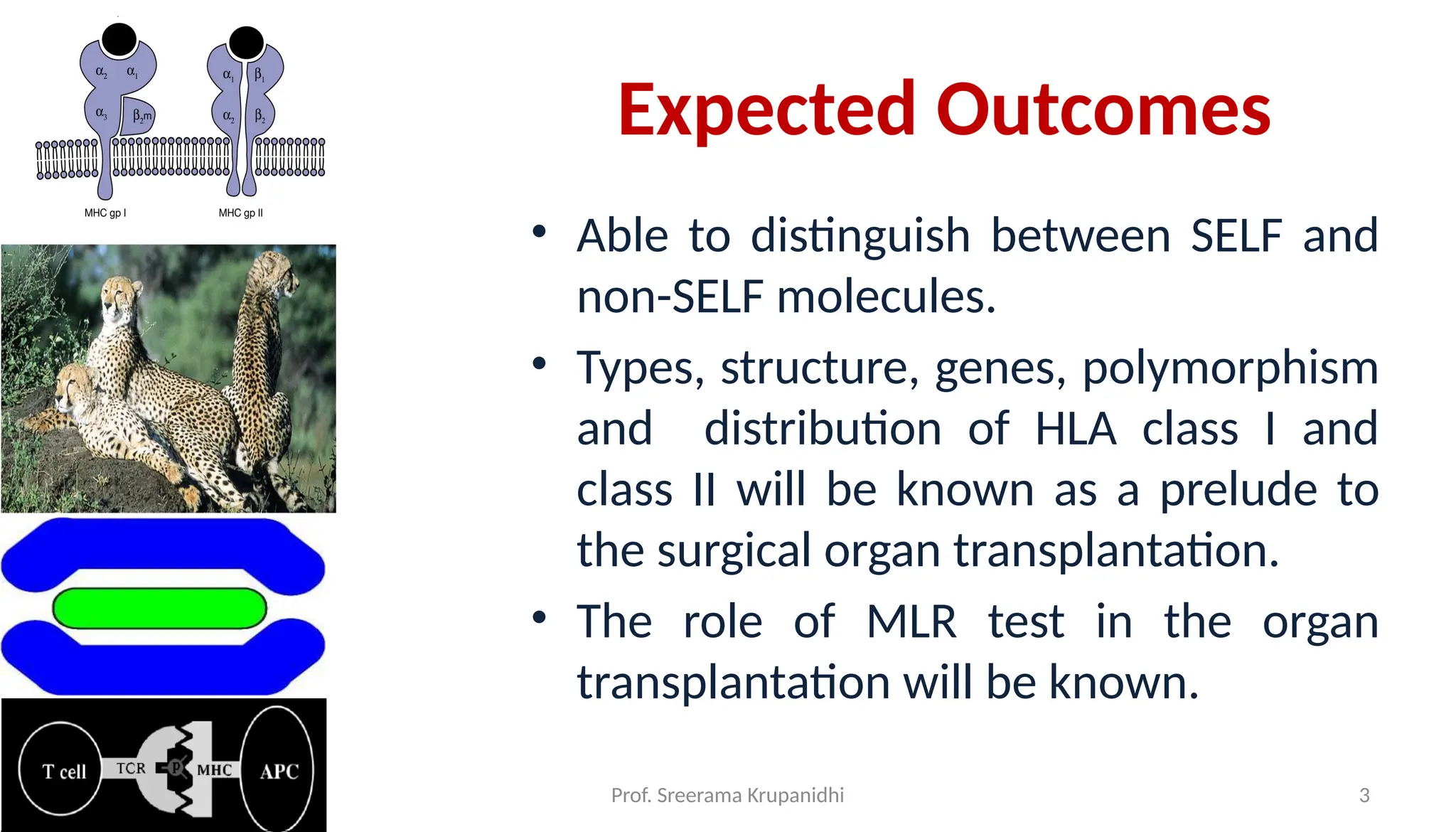 Lecture-9 Major Histocompatibility Complex and Mixed Lymphocyte ...