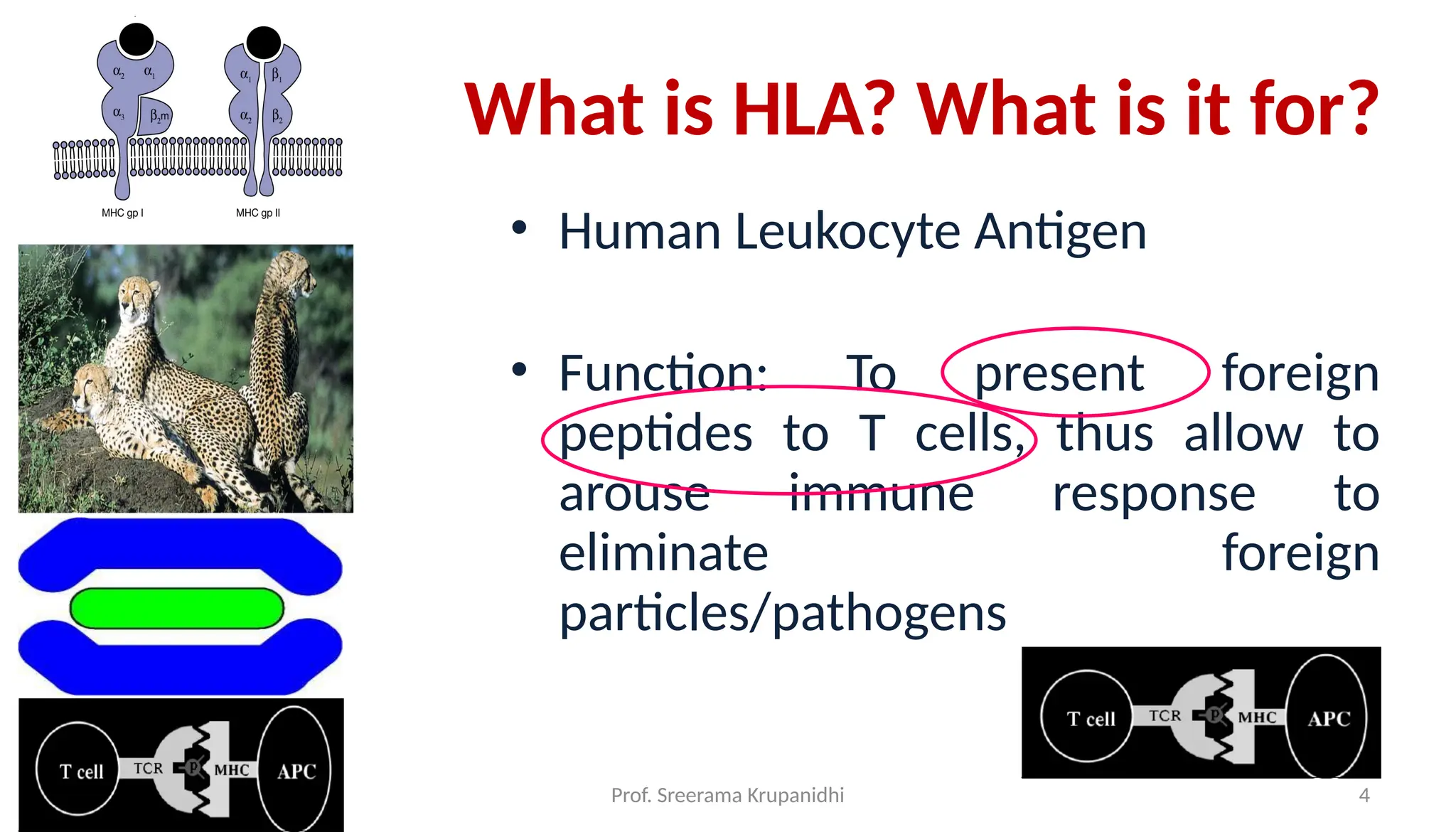 Lecture-9 Major Histocompatibility Complex and Mixed Lymphocyte ...