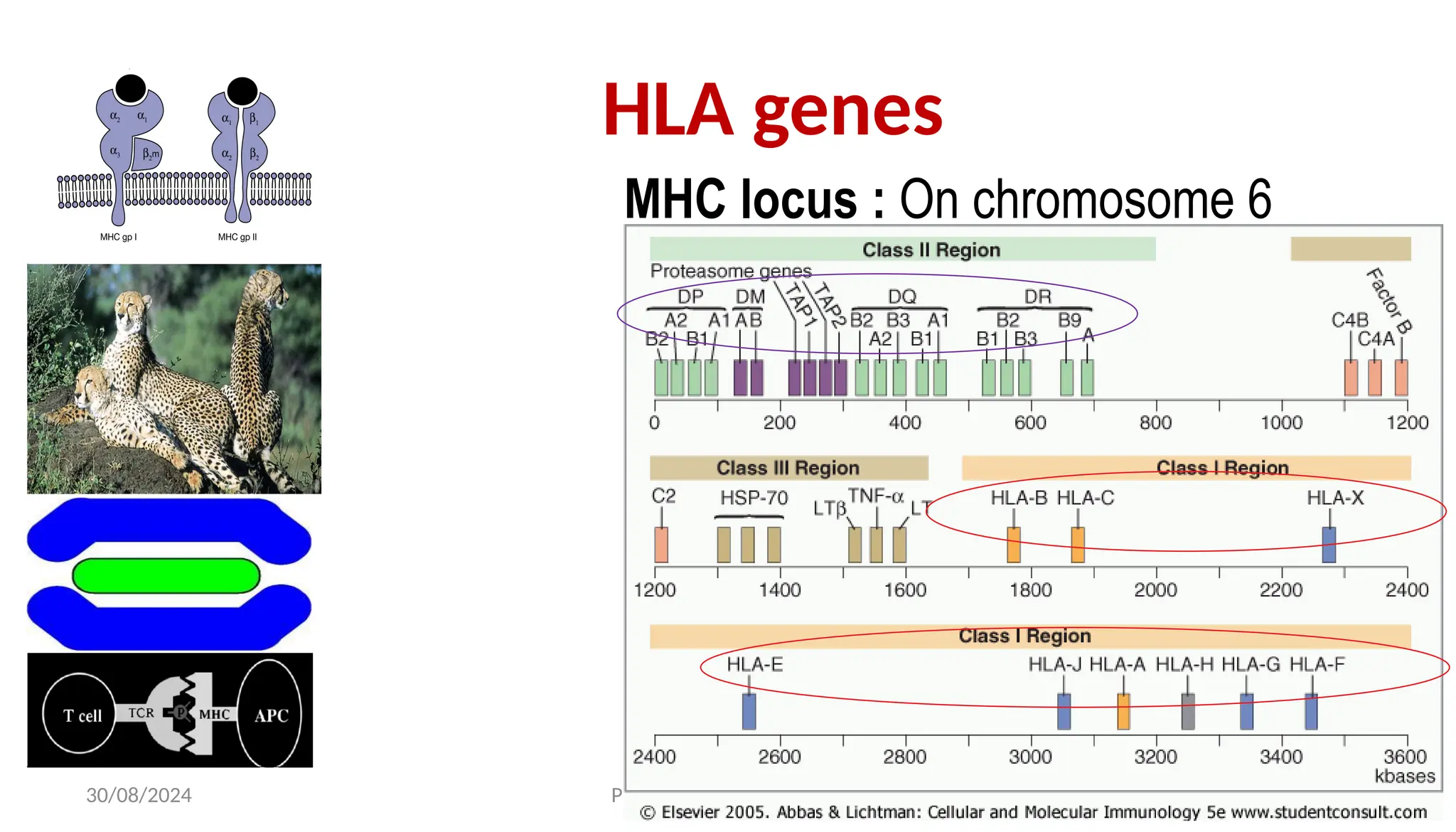 Lecture-9 Major Histocompatibility Complex and Mixed Lymphocyte ...