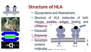Lecture-9 Major Histocompatibility Complex and Mixed Lymphocyte ...