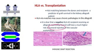 Lecture-9 Major Histocompatibility Complex and Mixed Lymphocyte ...