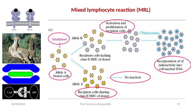 Lecture-9 Major Histocompatibility Complex and Mixed Lymphocyte ...