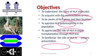 Lecture-9 Major Histocompatibility Complex and Mixed Lymphocyte ...