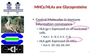 Lecture-9 Major Histocompatibility Complex and Mixed Lymphocyte ...