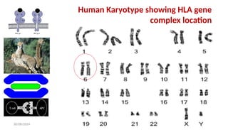 Lecture-9 Major Histocompatibility Complex and Mixed Lymphocyte ...