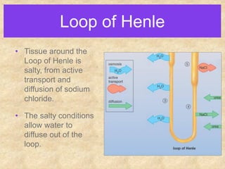Lecture chapter 35 - urinary system | PDF