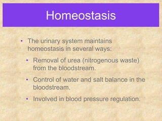 Lecture chapter 35 - urinary system | PDF