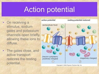 Lecture chapter 38 - nervous system | PDF