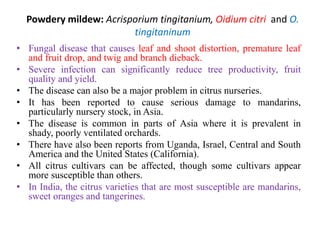 Lecture - Citrus diseases.pptx