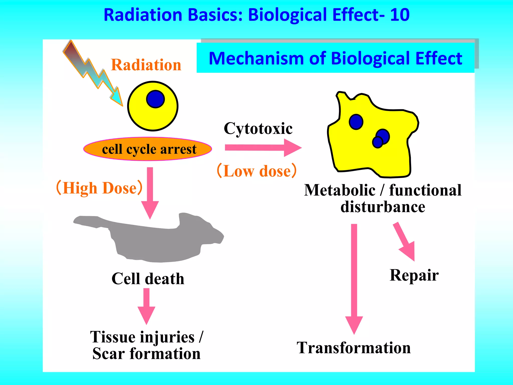 Radioactive Contamination and Procedures of Decontamination | PPT