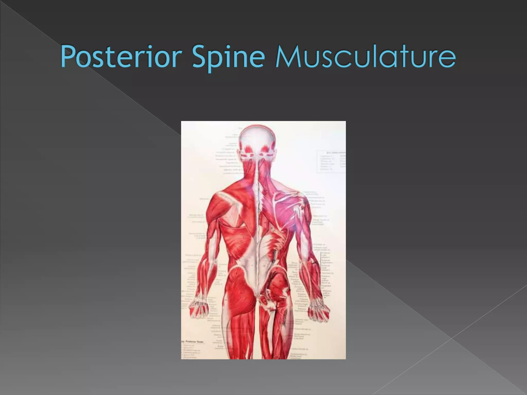 Lecture III Muscle Imbalances | PPTX