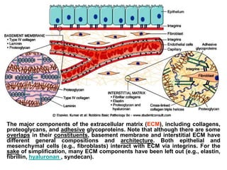 Lecture-inflamation_Engl_.ppt