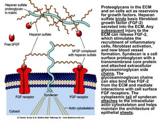 Lecture-inflamation_Engl_.ppt