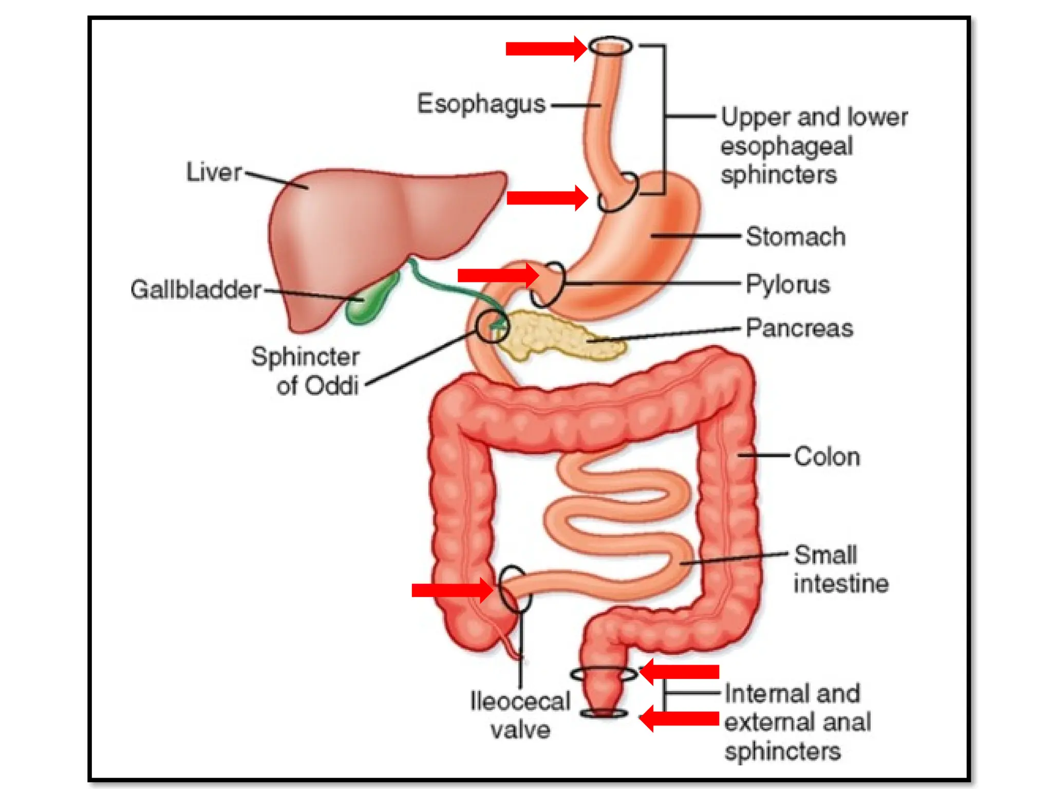 Physiology of GIT lecture 1 and 2 with disease | PPTX