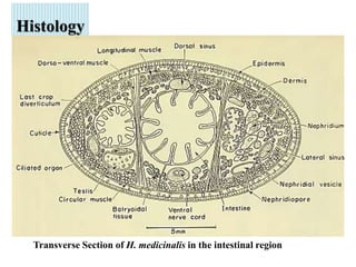 Leech Cross Section Labeled