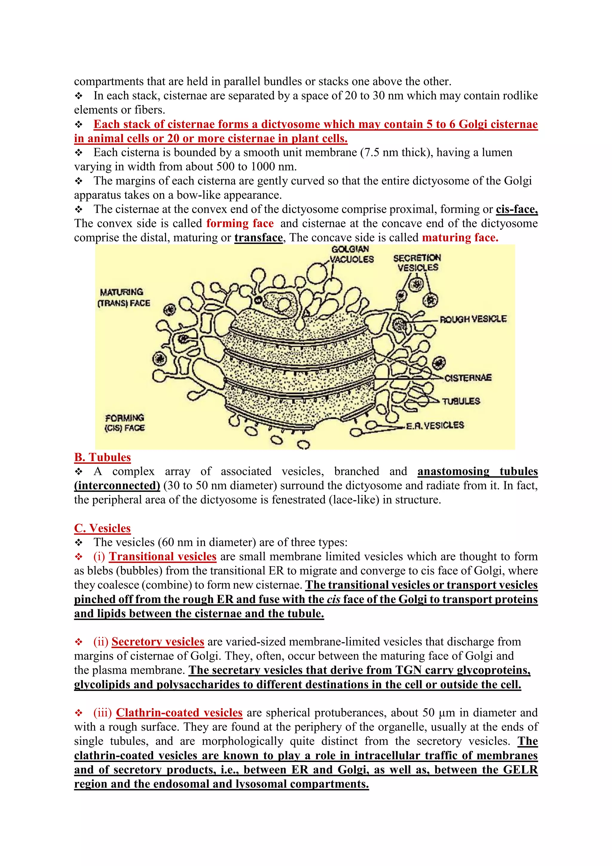 Lecture- Structure and functions of Golgi apparatus1.pdf