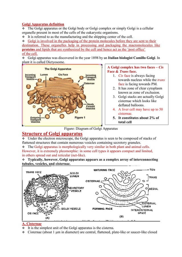Lecture- Structure and functions of Golgi apparatus1.pdf