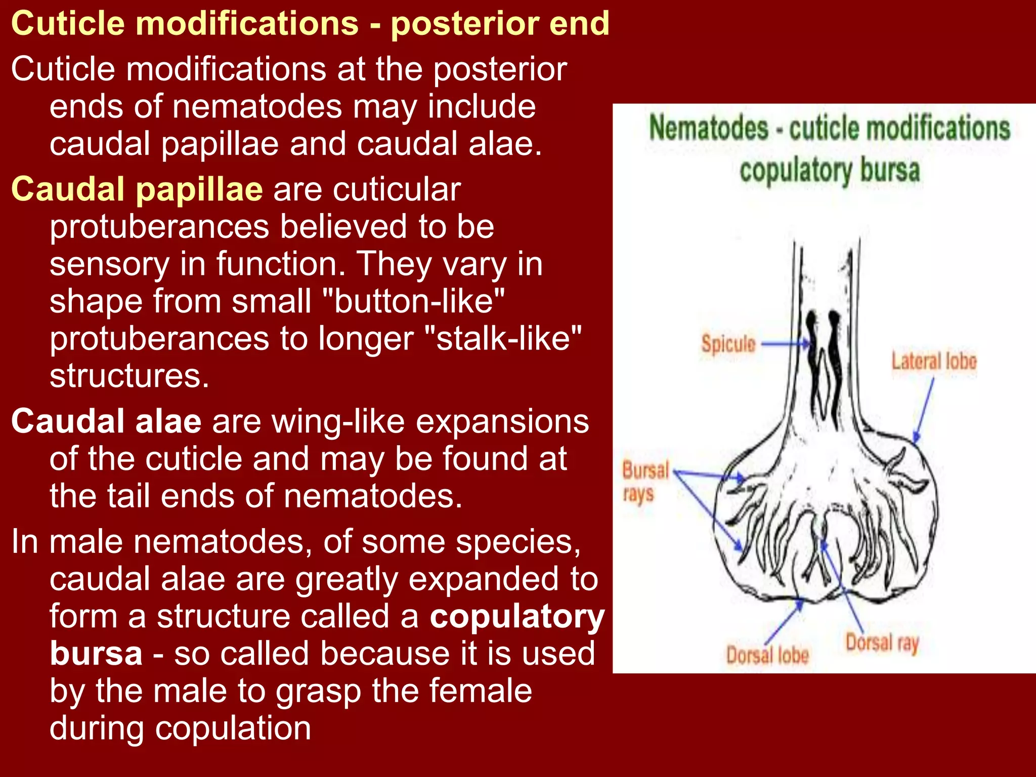 Lecture 001 nematodes general | PPT
