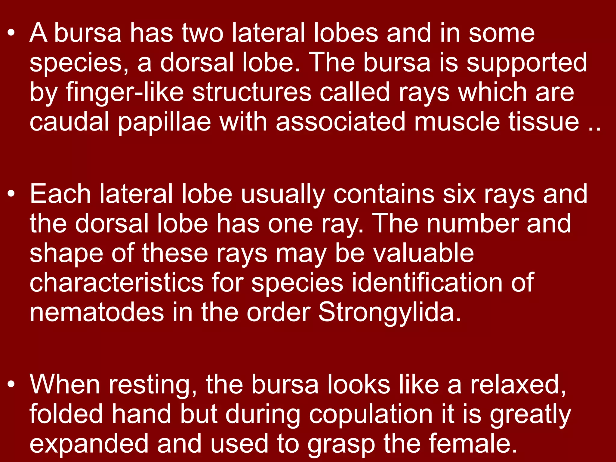 Lecture 001 nematodes general | PPT