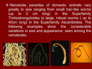 Lecture 001 nematodes general | PPT | Biological Sciences | Science