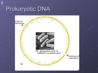 Lecture | PPT | Biological Sciences | Science