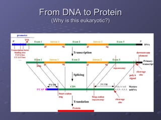Lecture | PPT | Biological Sciences | Science