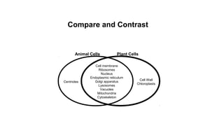 Anatomy and Physiology - First Year Pharmacy Lecture # 01 | PPT