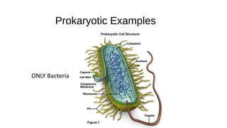 Anatomy and Physiology - First Year Pharmacy Lecture # 01 | PPT