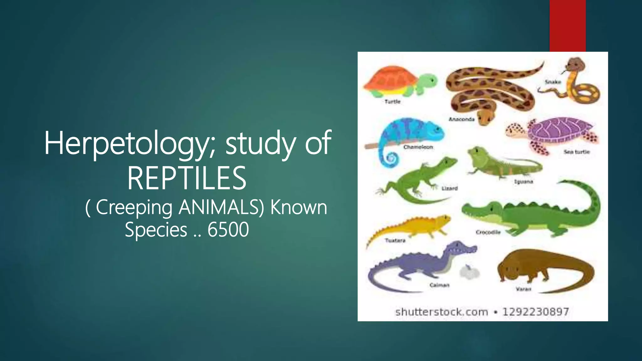 Classification of Reptiles | PPT