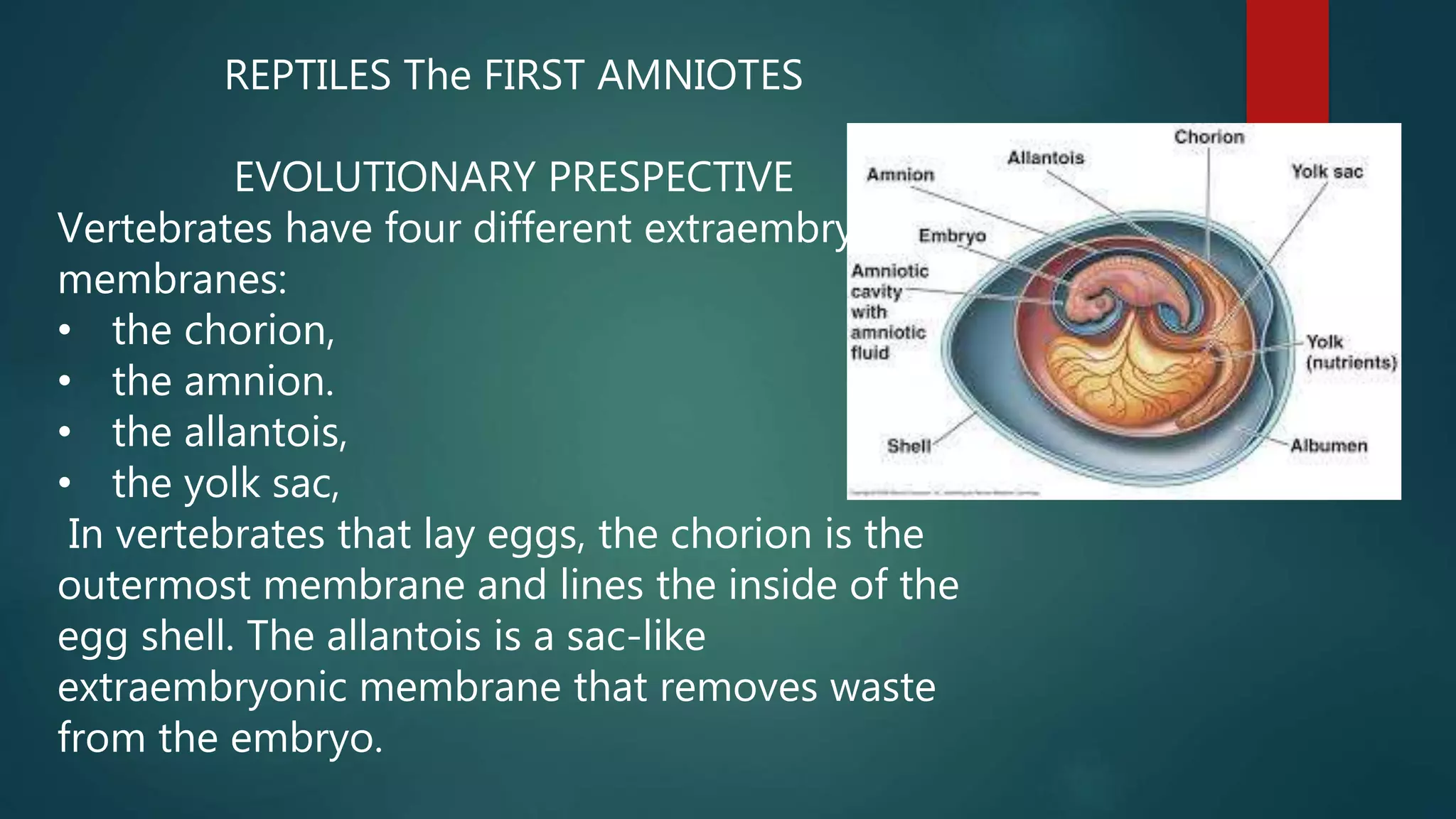 Classification of Reptiles | PPT