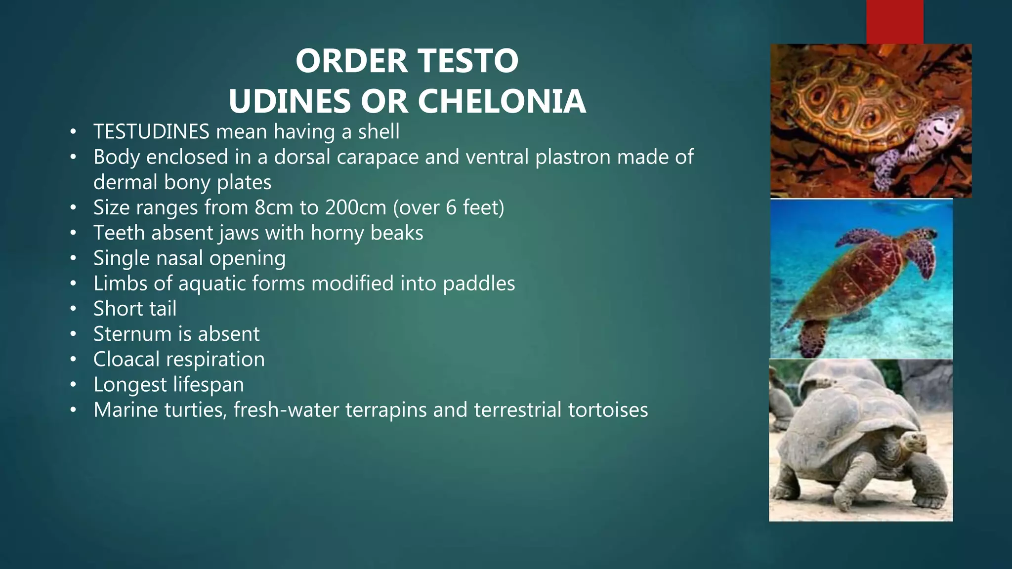 Classification of Reptiles | PPT