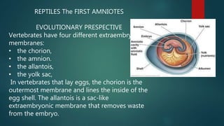 Classification of Reptiles | PPT