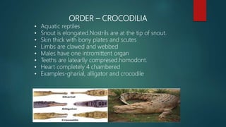 Classification of Reptiles | PPT