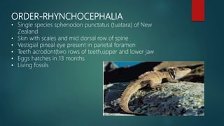 Classification of Reptiles | PPT