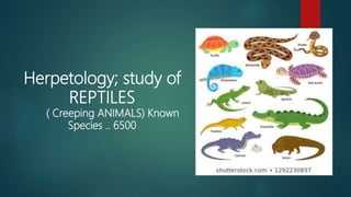 Classification Of Reptiles