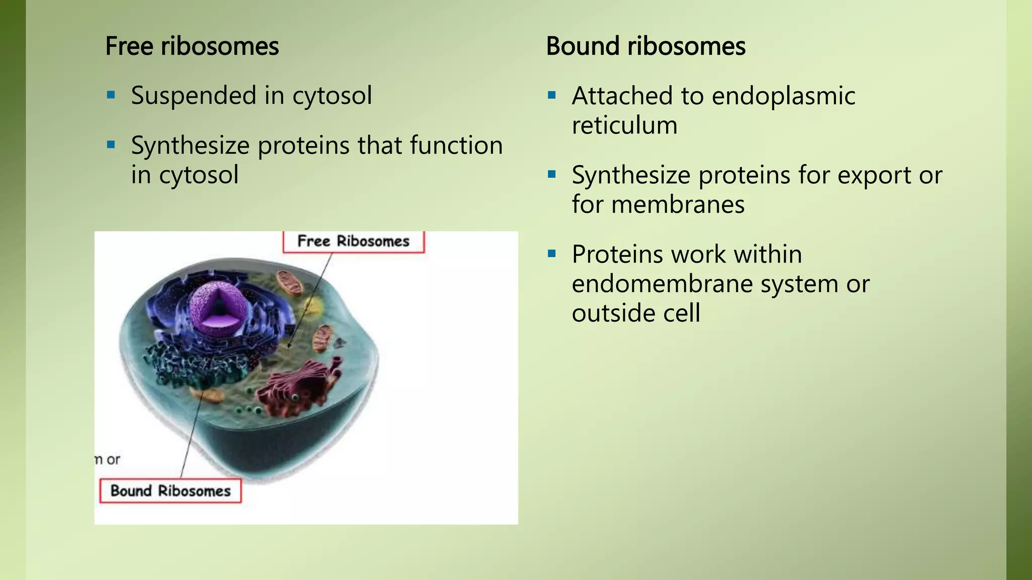 Lecture#01 (Cell structure and function).pptx