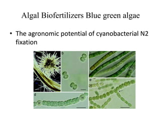 Lecture 01 classification, method use, cross spp. of biofertilizer.pdf