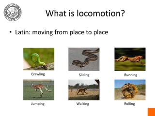 Lecture 02: Locomotion | PPTX