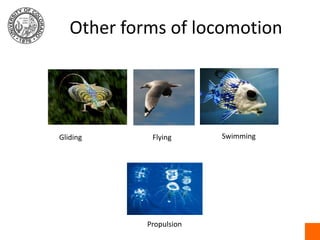 Lecture 02: Locomotion | PPTX