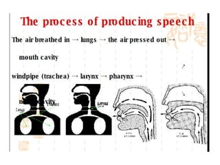Comprehensive Introduction to English Phonetics and Phonology: Speech ...