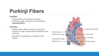 Lecture 02 - Basics of Cardiac Electrophysiology.pptx