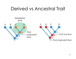 Lecture 02 (2 04-2021) phylogeny | PPT