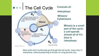 Bioinformatics Cell cycles with More Genetic Terms | PDF