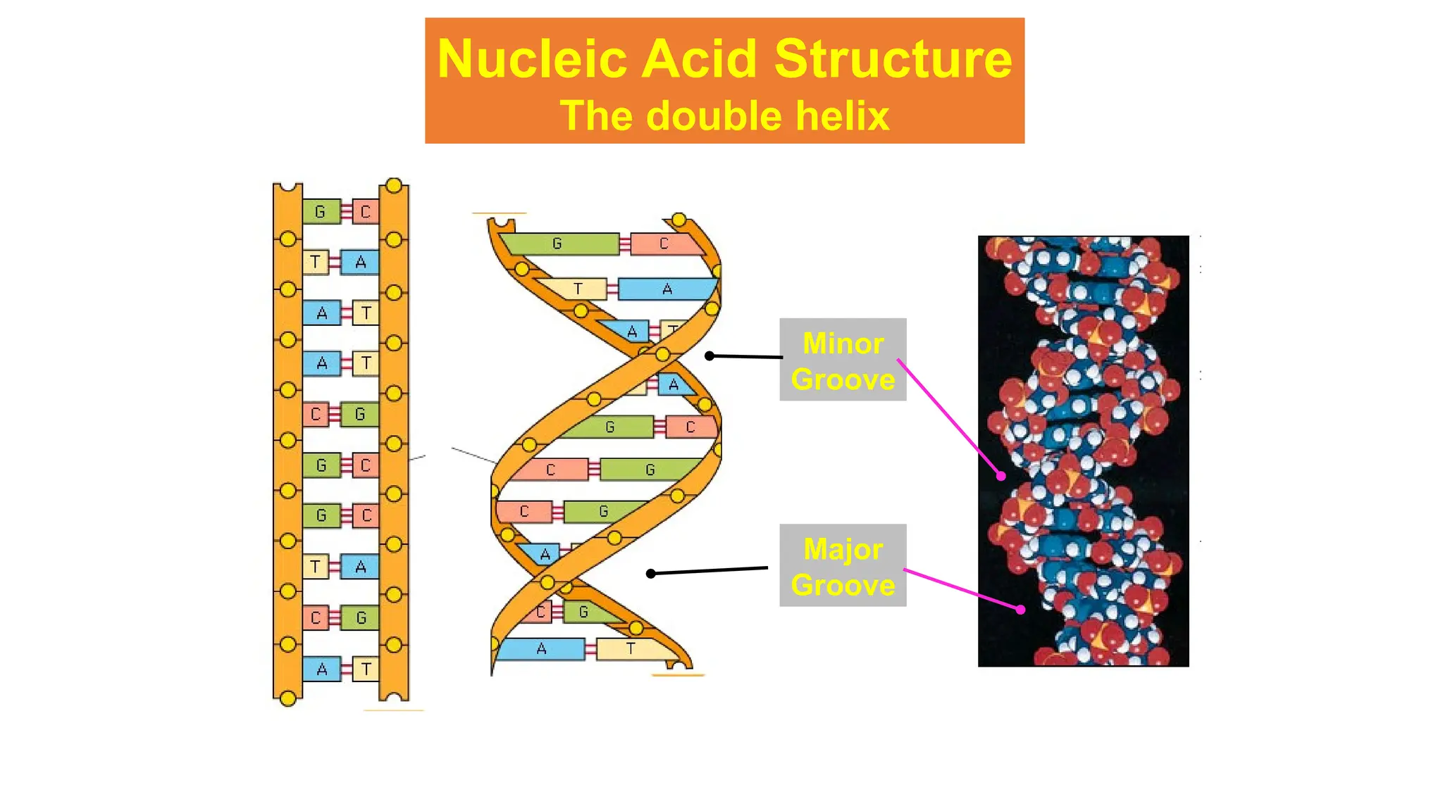 Lecture on Nucleic acids Molecular Biology | PPTX